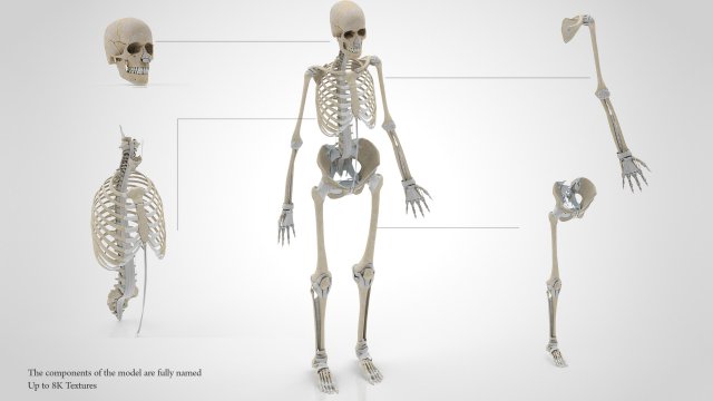 Musculoskeletal System with Body 3D Model in Medicines 3DExport