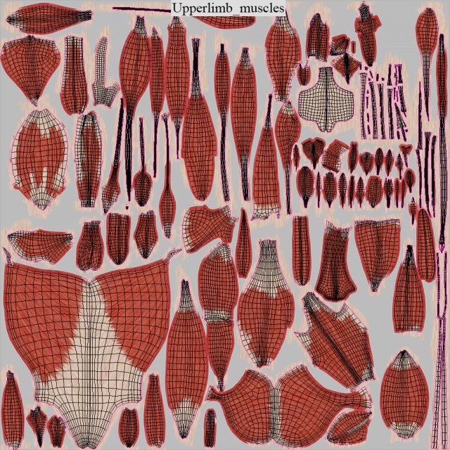 Musculoskeletal System with Body 3D Model in Medicines 3DExport