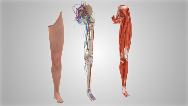 Complete Human leg anatomy 3D Model in Medicines 3DExport