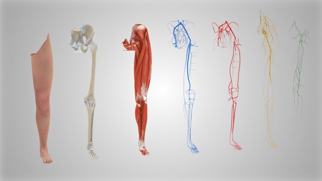 Complete Human leg anatomy 3D Model in Medicines 3DExport