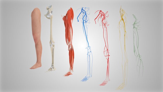 Complete Human leg anatomy 3D Model in Medicines 3DExport