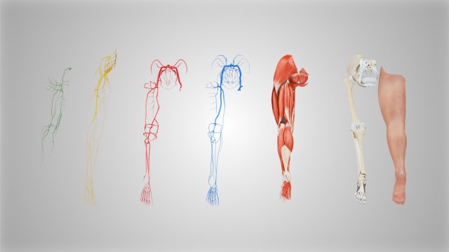 Complete Human leg anatomy 3D Model in Medicines 3DExport