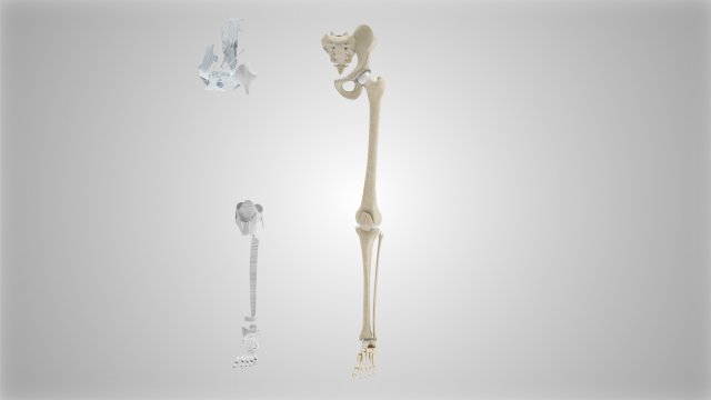 Complete Human leg anatomy 3D Model in Medicines 3DExport
