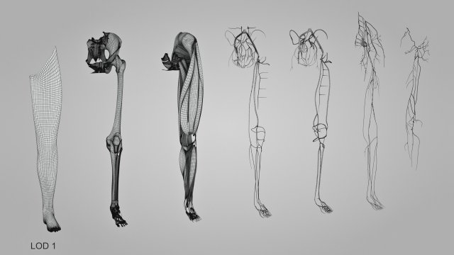 Complete Human leg anatomy 3D Model in Medicines 3DExport
