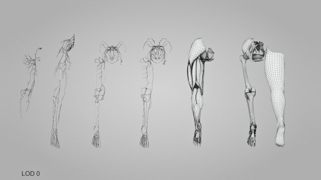 Complete Human leg anatomy 3D Model in Medicines 3DExport