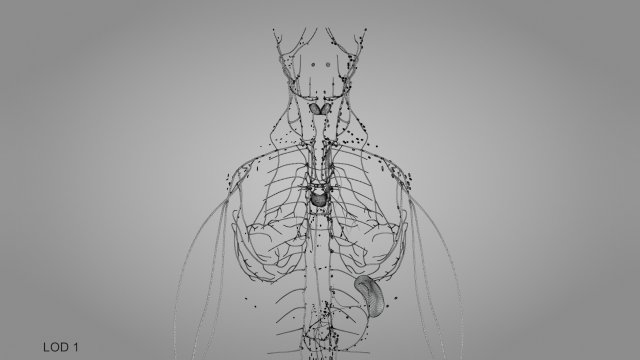 Lymphatic system in body 3D Model in Medicines 3DExport