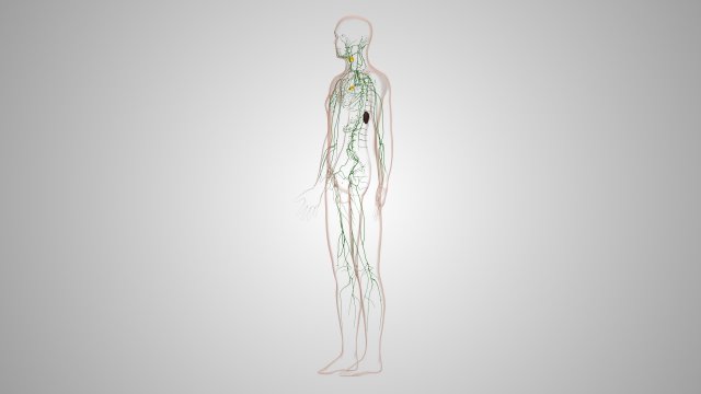 Lymphatic system in body 3D Model in Medicines 3DExport