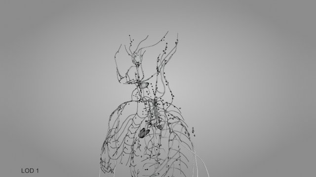 Lymphatic system in body 3D Model in Medicines 3DExport