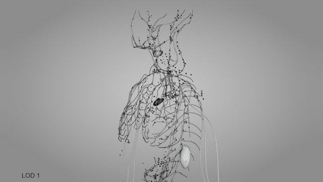 Lymphatic system in body 3D Model in Medicines 3DExport