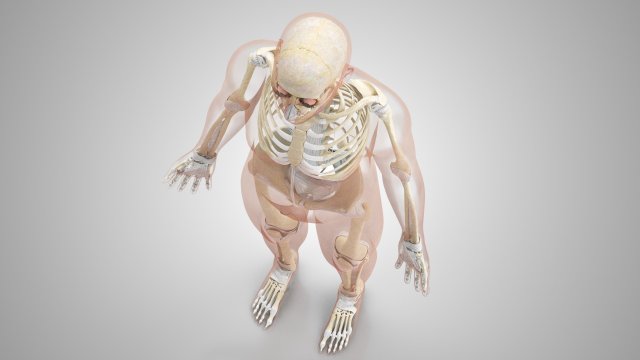 Complete Human Anatomy- Male 3D Model in Medicines 3DExport
