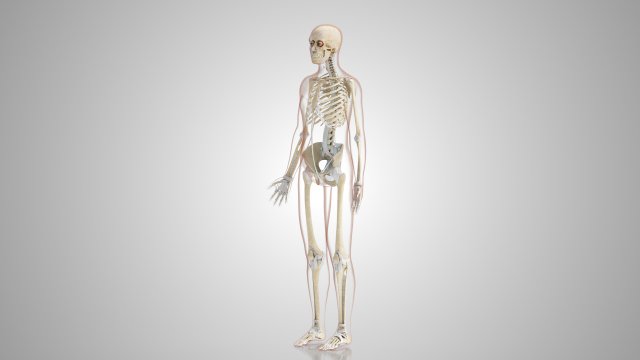 Complete Human Anatomy- Male 3D Model in Medicines 3DExport