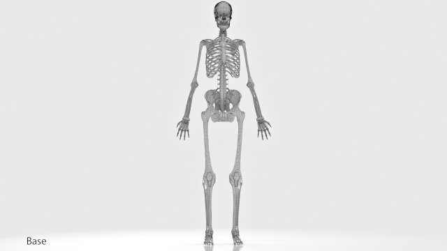 Complete Human Anatomy- Male 3D Model in Medicines 3DExport