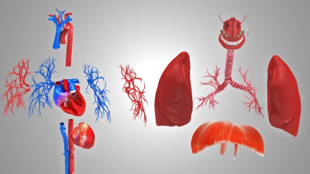 Complete Human Anatomy- Male 3D Model in Medicines 3DExport