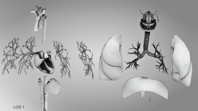 Complete Human Anatomy- Male 3D Model in Medicines 3DExport