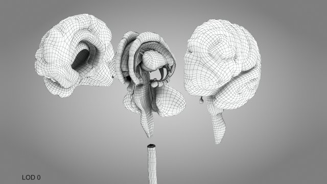 Complete Human Anatomy- Male 3D Model in Medicines 3DExport