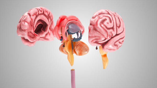 Complete Human Anatomy- Male 3D Model in Medicines 3DExport