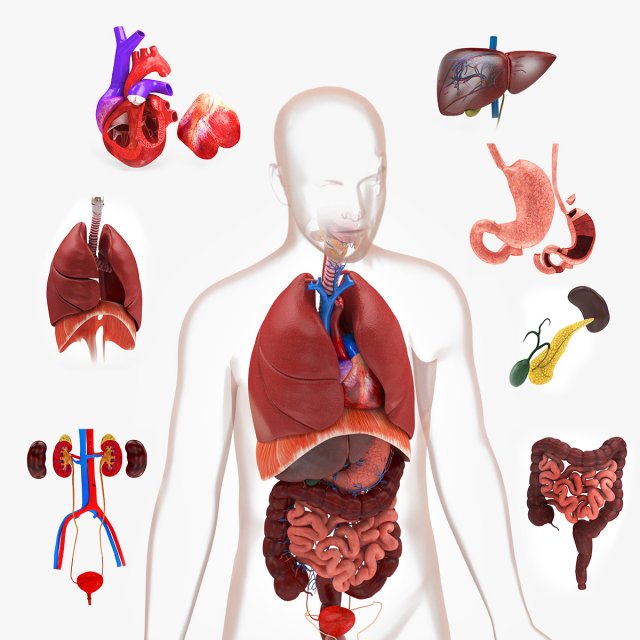 Complete Human Anatomy- Male 3D Model in Medicines 3DExport