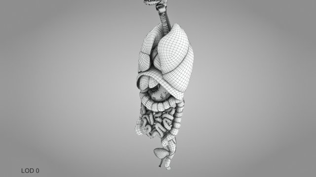 Complete Human Anatomy- Male 3D Model in Medicines 3DExport