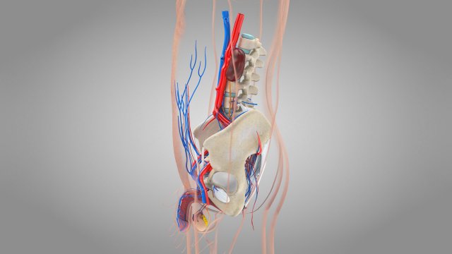 Complete Human Anatomy- Male 3D Model in Medicines 3DExport