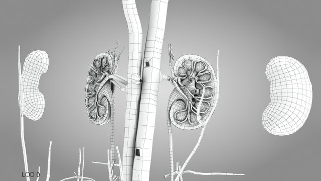 Complete Human Anatomy- Male 3D Model in Medicines 3DExport