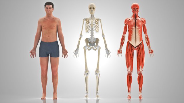 Complete Human Anatomy- Male 3D Model in Medicines 3DExport