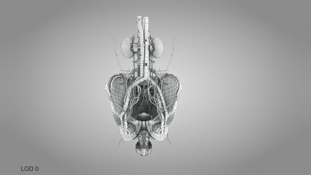 Male Reproductive with Urinary System 3D Model in Medicines 3DExport