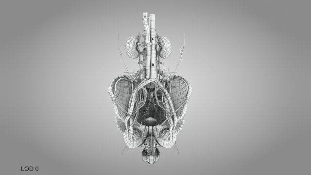 Male Reproductive with Urinary System 3D Model in Medicines 3DExport