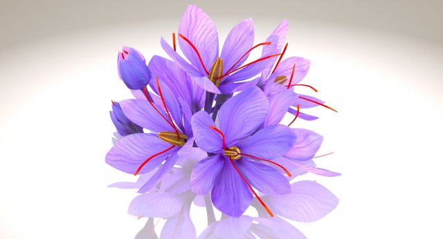 Plant Parts - Crocus 3D Model in Flowers 3DExport