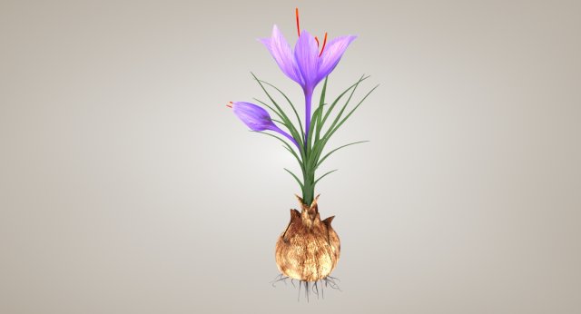 Plant Part Anatomy 3D Model in Flowers 3DExport