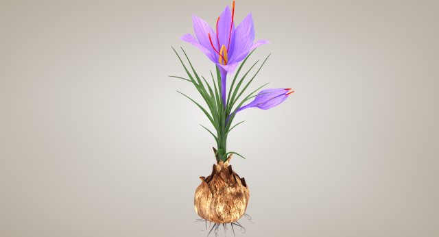 Plant Part Anatomy 3D Model in Flowers 3DExport
