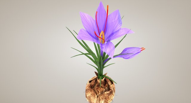 Plant Part Anatomy 3D Model in Flowers 3DExport