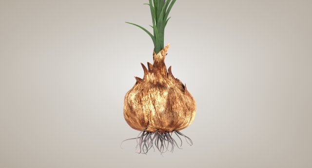 Plant Part Anatomy 3D Model in Flowers 3DExport