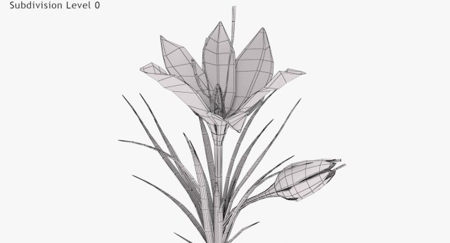 Plant Part Anatomy 3D Model in Flowers 3DExport