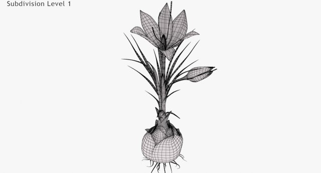 Plant Part Anatomy 3D Model in Flowers 3DExport