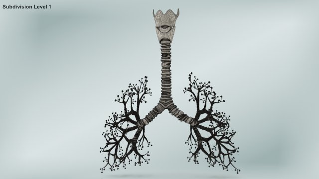Bronchial Tree 3D Model in Medicines 3DExport