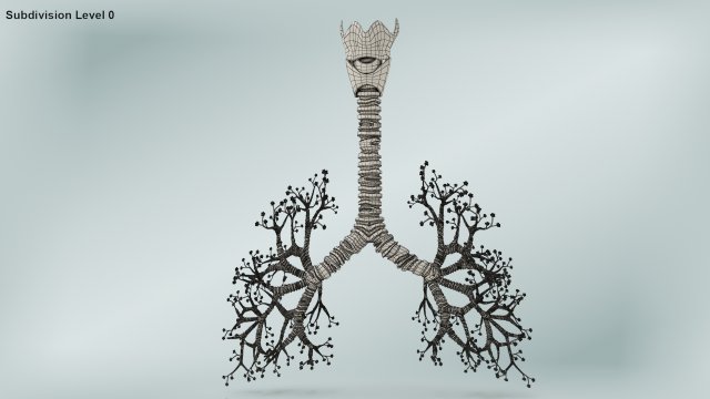 Bronchial Tree 3D Model in Medicines 3DExport