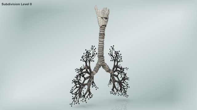 Bronchial Tree 3D Model in Medicines 3DExport