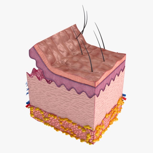 Skin Anatomy 3D Model in Medicines 3DExport