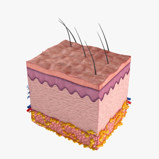 Skin Anatomy 3D Model in Medicines 3DExport