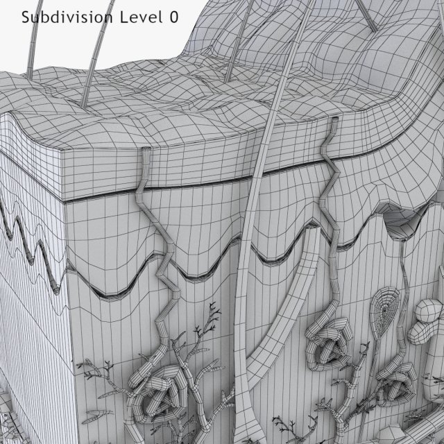 Skin Anatomy 3D Model in Medicines 3DExport