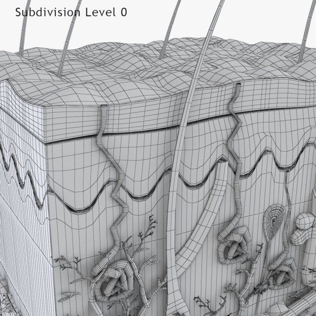 Skin Anatomy 3D Model in Medicines 3DExport