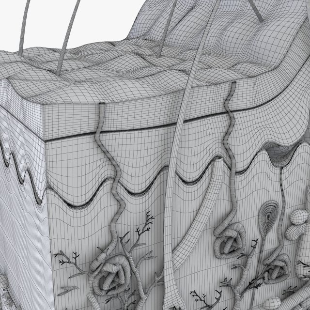 Skin Anatomy 3D Model in Medicines 3DExport