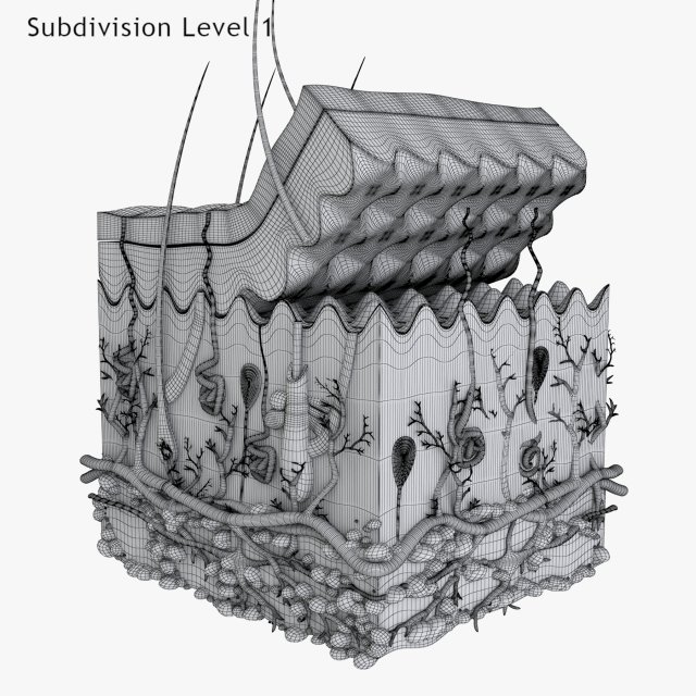 Skin Anatomy 3D Model in Medicines 3DExport