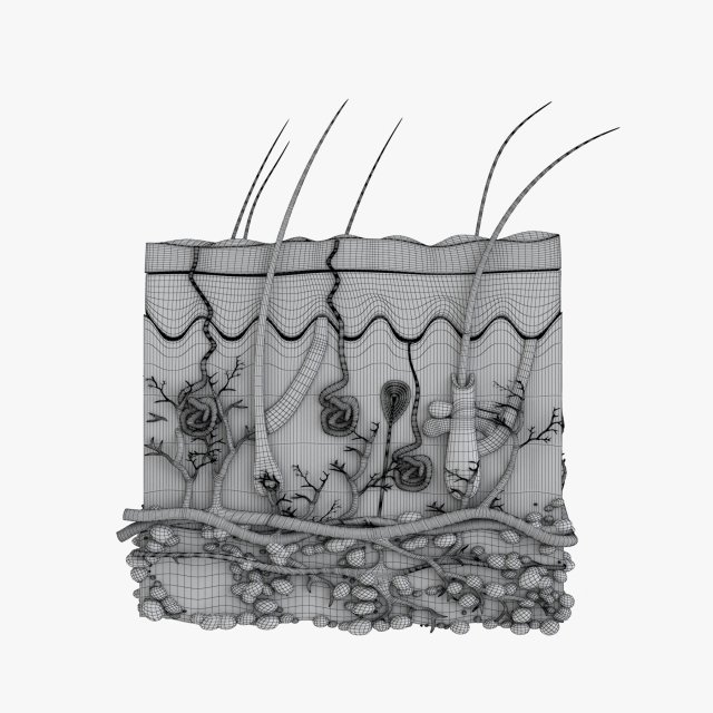 Skin Anatomy 3D Model in Medicines 3DExport