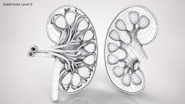 Kidney Anatomy 3D Model in Medicines 3DExport