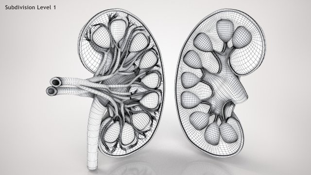 Kidney Anatomy 3D Model in Medicines 3DExport