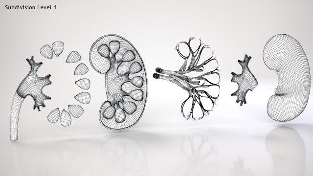 Kidney Anatomy 3D Model in Medicines 3DExport