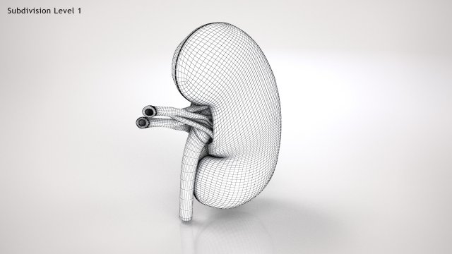 Kidney Anatomy 3D Model in Medicines 3DExport