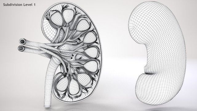 Kidney Anatomy 3D Model in Medicines 3DExport