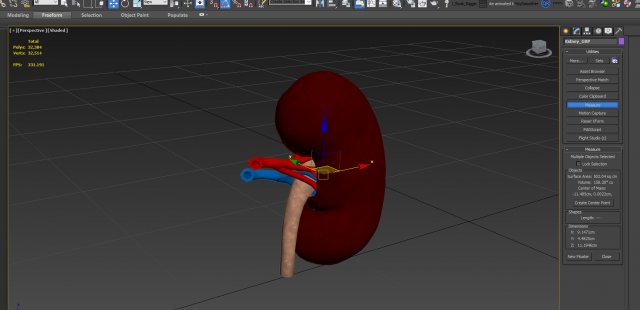 Kidney Anatomy 3D Model in Medicines 3DExport